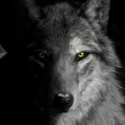 werewolf | Naruto: ฟิค Boy Love (แชท)