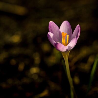 (ดราฟ) after the crocus — จนกว่าโครคัสจะเบ่งบาน: นิยายโรมานซ์