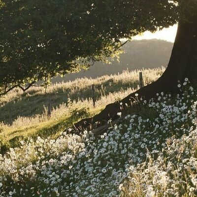 Sycamore with u: นิยายรัก
