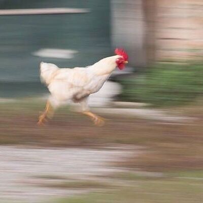 chicken on fire l yeongyu: ฟิค Boy Love (แชท)