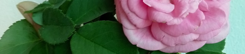 J.Hidden Rose @readawrite.com