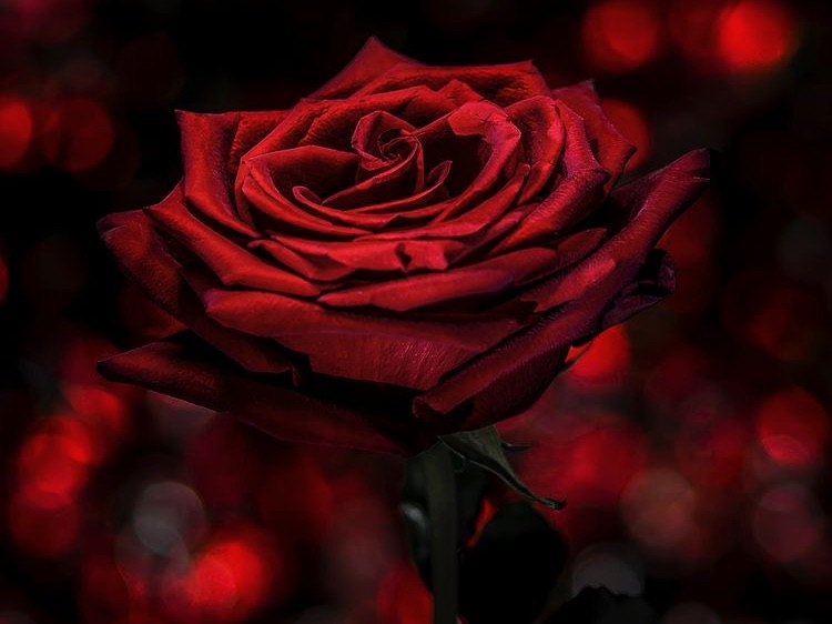 Rose’e @readawrite.com