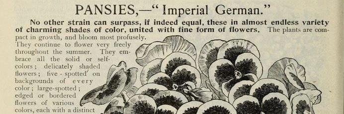 Panzy flower @readawrite.com