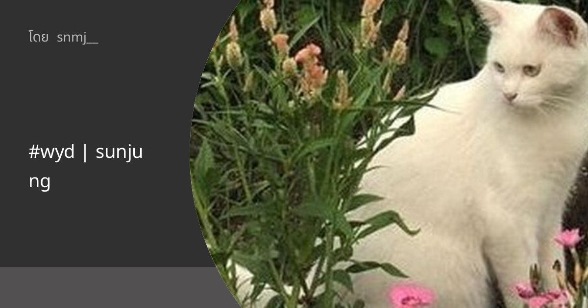 #wyd | sunjung: ฟิค Boy Love (แชท)