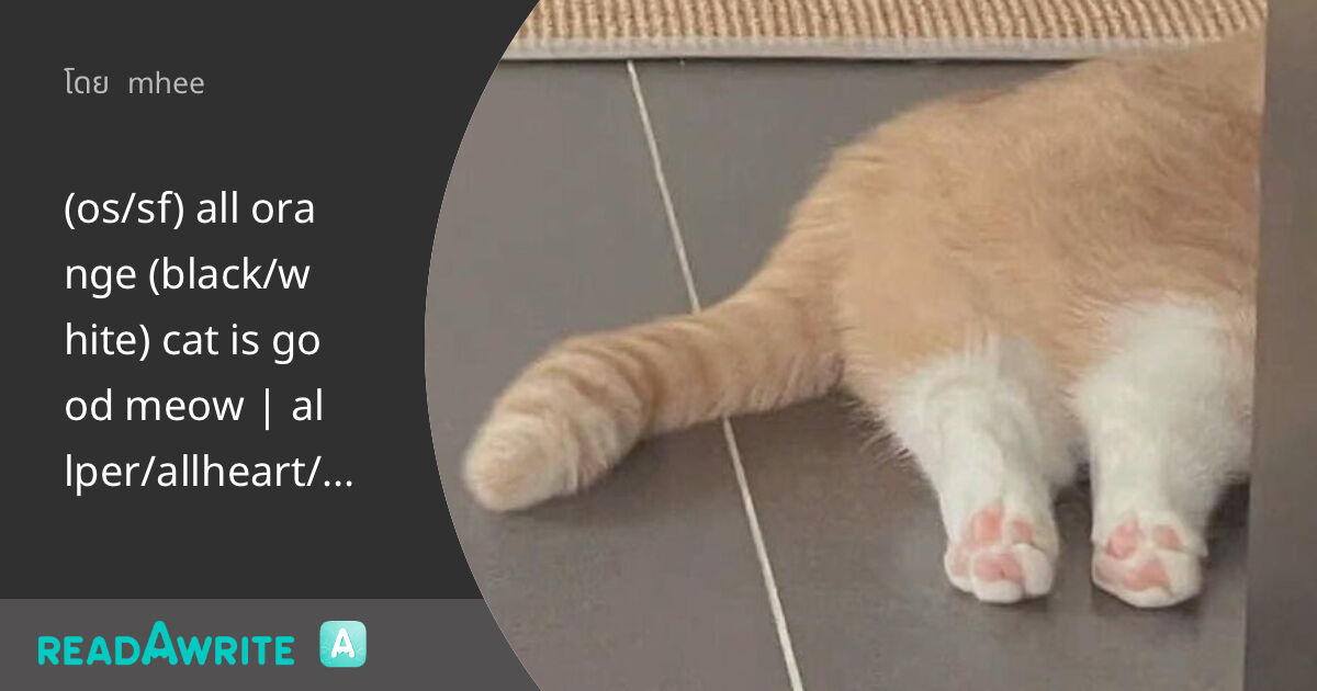 (os/sf) all orange (black/white) cat is good meow | allper/allheart ...