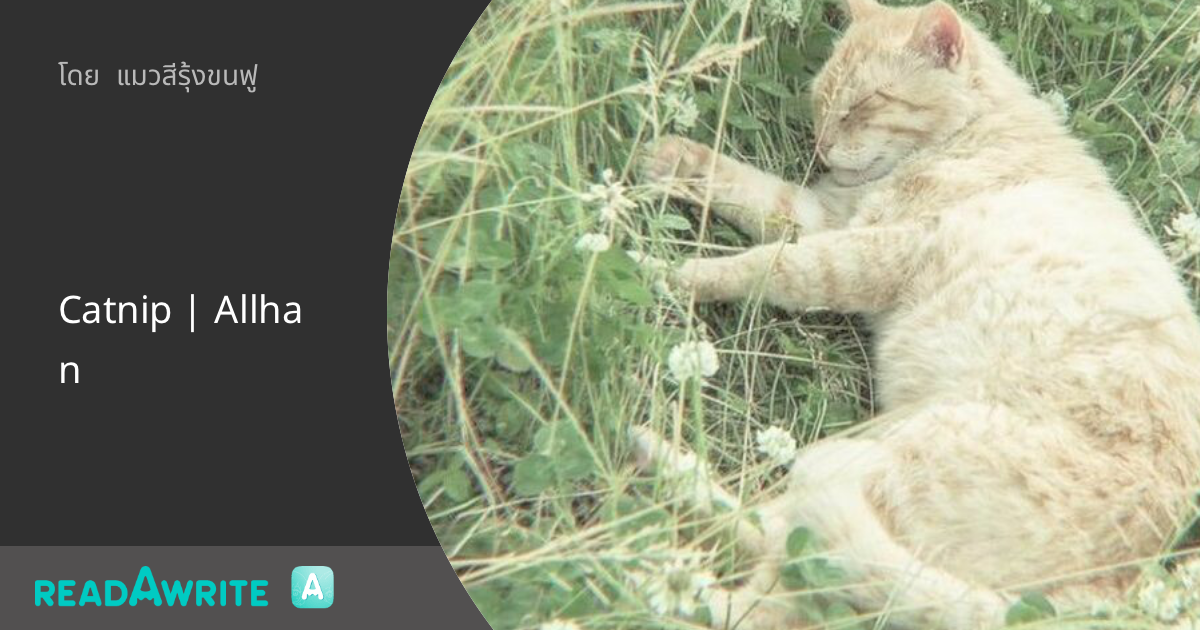 Catnip | Allhan - 02 : ฟิค Boy Love (แชท)