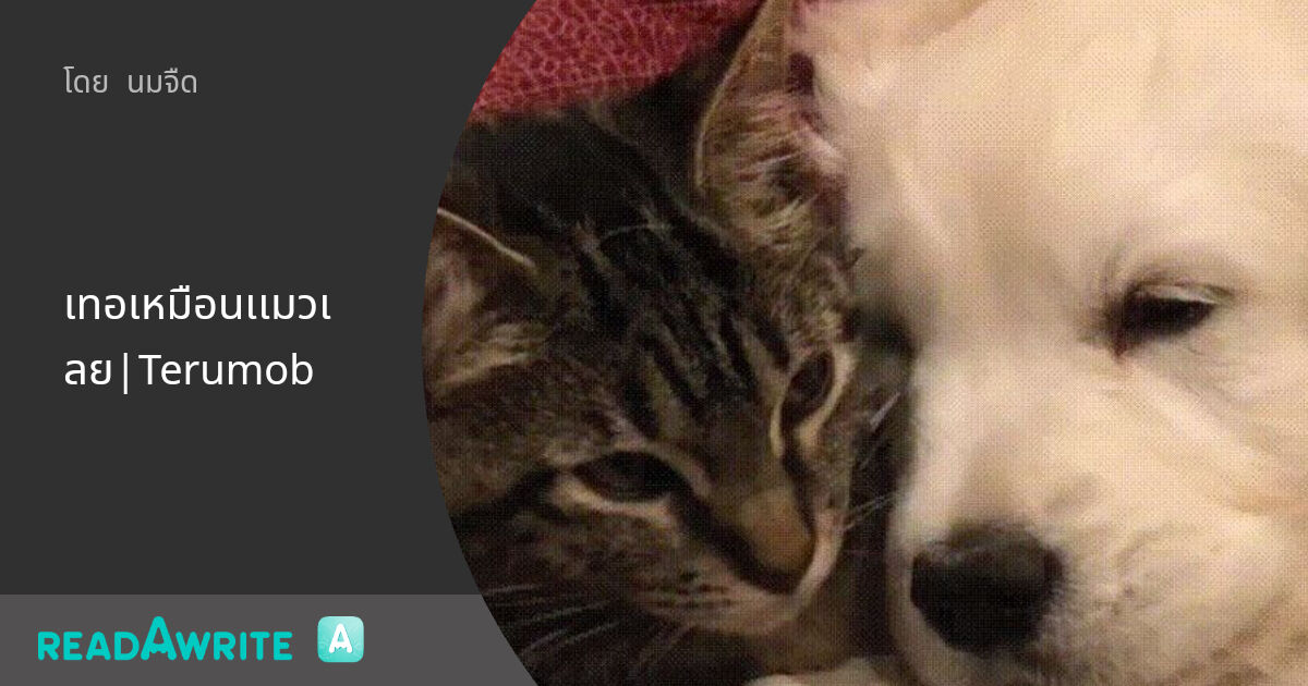 เทอเหมือนเเมวเลย|Terumob - —2 : นิยาย Boy Love Lovely Room (แชท)