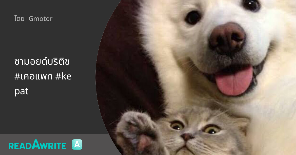 ซามอยด์บริติช #เคอแพท #kepat: ฟิค Boy Love (แชท)