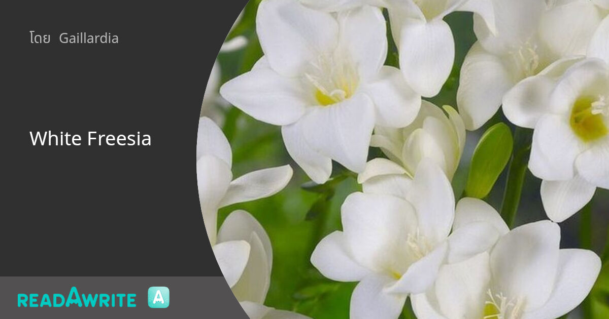 White Freesia - Chapter 1 Daffodil: นิยาย Girl Love Lovely Room