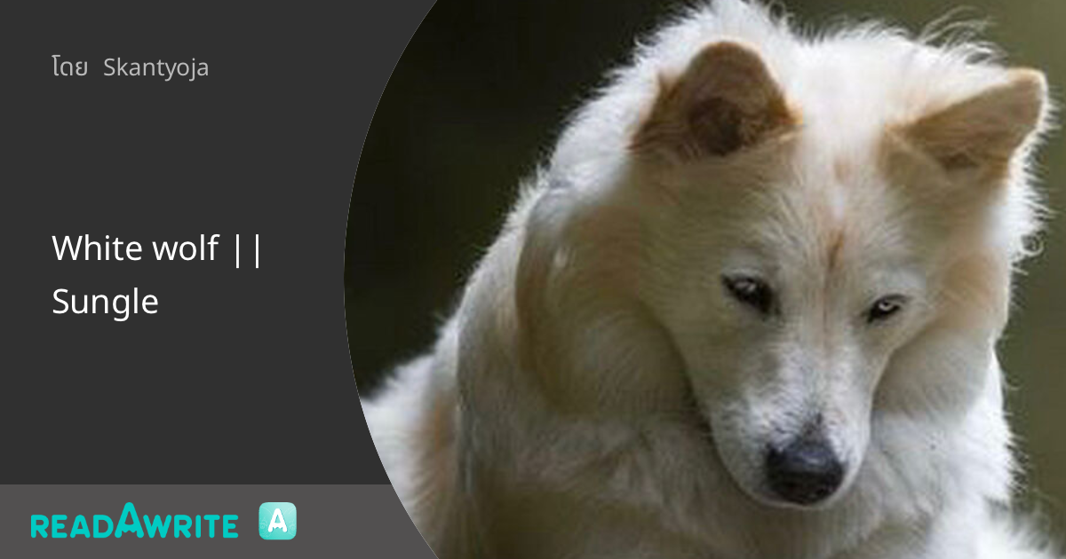 White wolf || Sungle - 𝓦𝓱𝓲𝓽𝓮 𝔀𝓸𝓵𝓿𝓮 𝓯𝓸𝓾𝓻 : ฟิคฟรีสไตล์ (แชท)