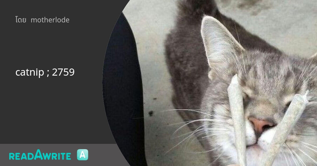 catnip ; 2759: ฟิค Boy Love (แชท)