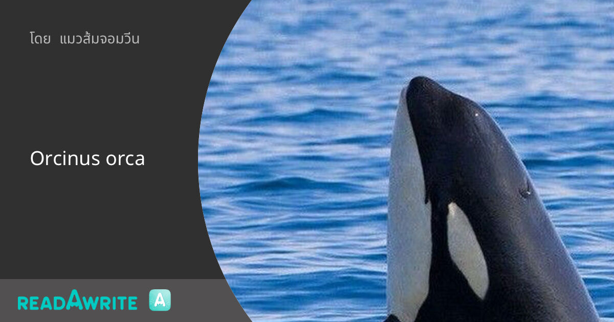 Orcinus orca - The last journey : ฟิค Boy Love (แชท)