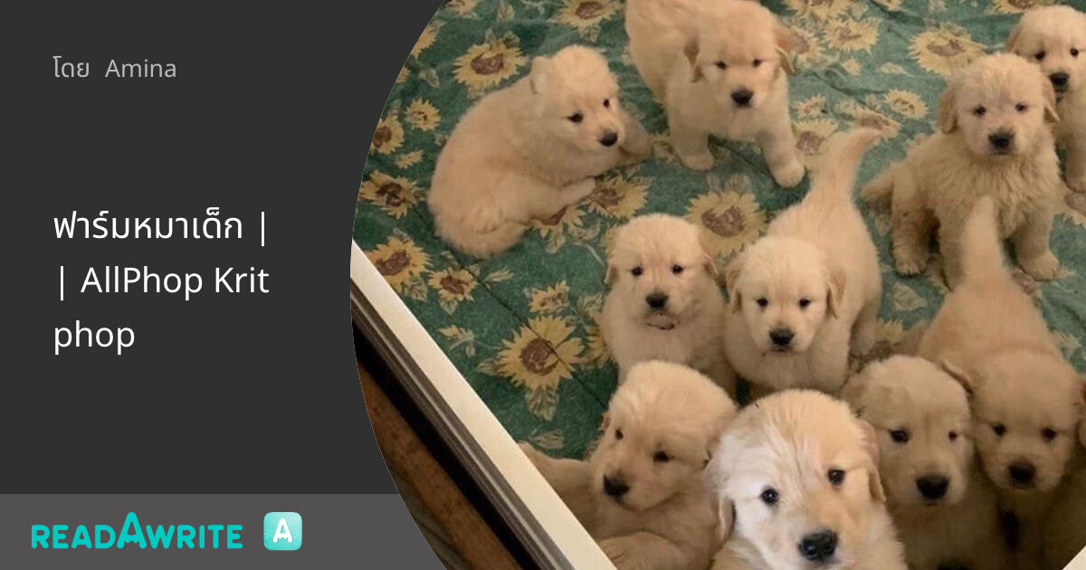 ฟาร์มหมาเด็ก || AllPhop Kritphop: ฟิค Boy Love (แชท)